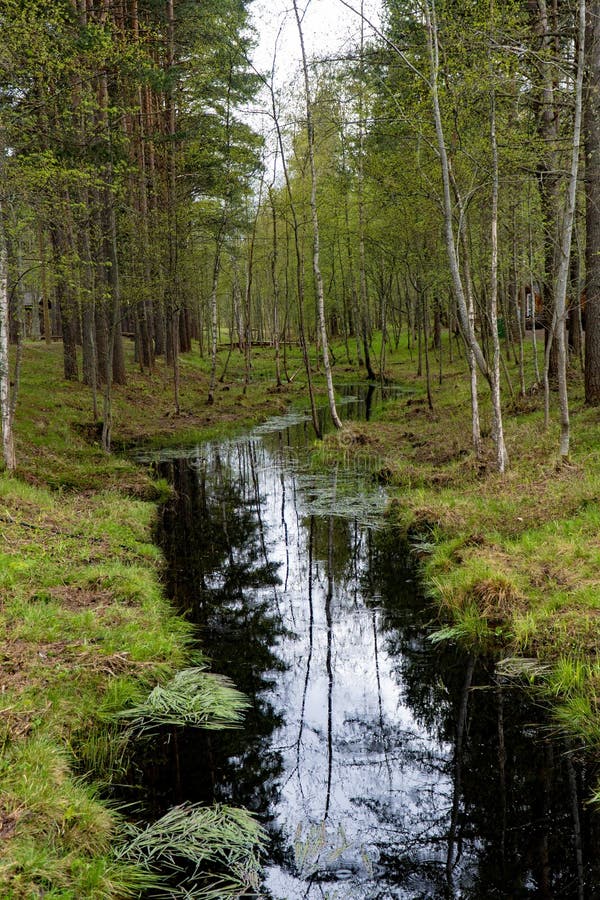 Tranquil Forest Stream in Spring Stock Photo - Image of beauty ...