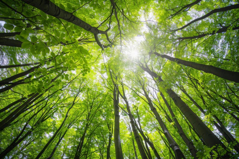 Sunlight Filtering through Lush Green Forest Canopy, Nature Background ...