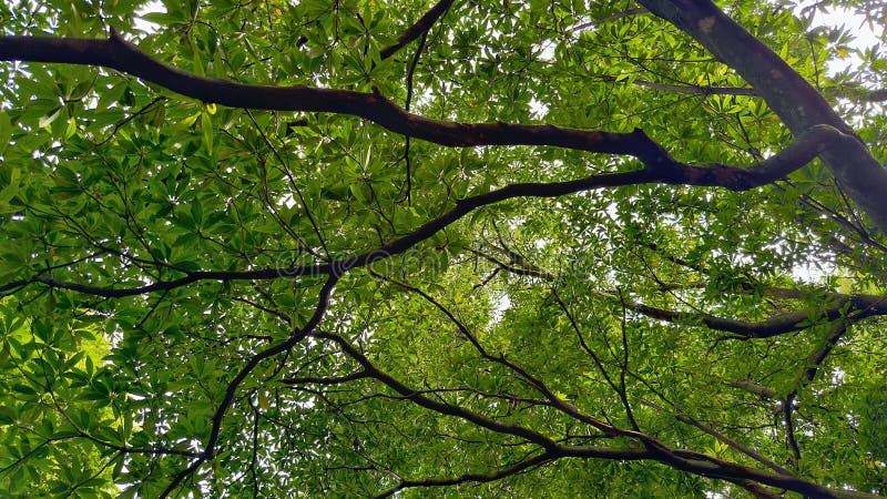 A Serene View of Tree Branches and Lush Green Leaves Forming a Natural ...