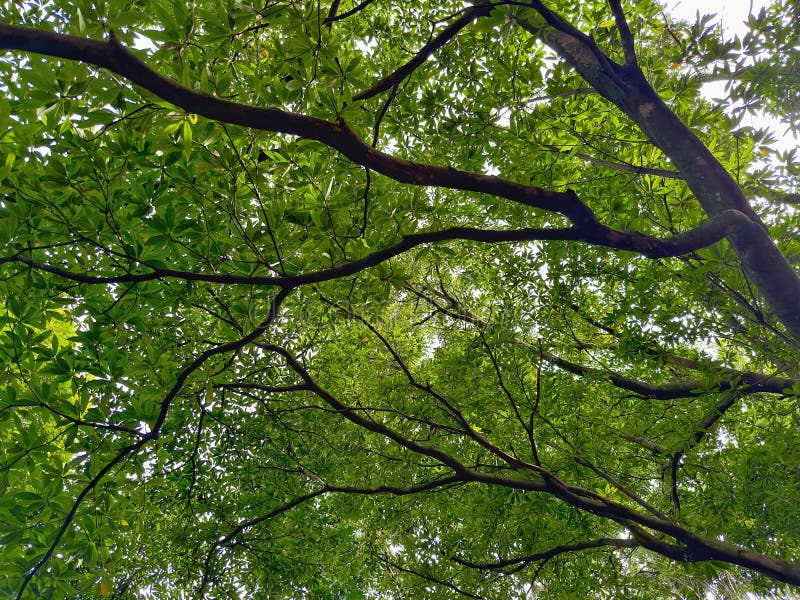 A Serene View of Tree Branches and Lush Green Leaves Forming a Natural ...