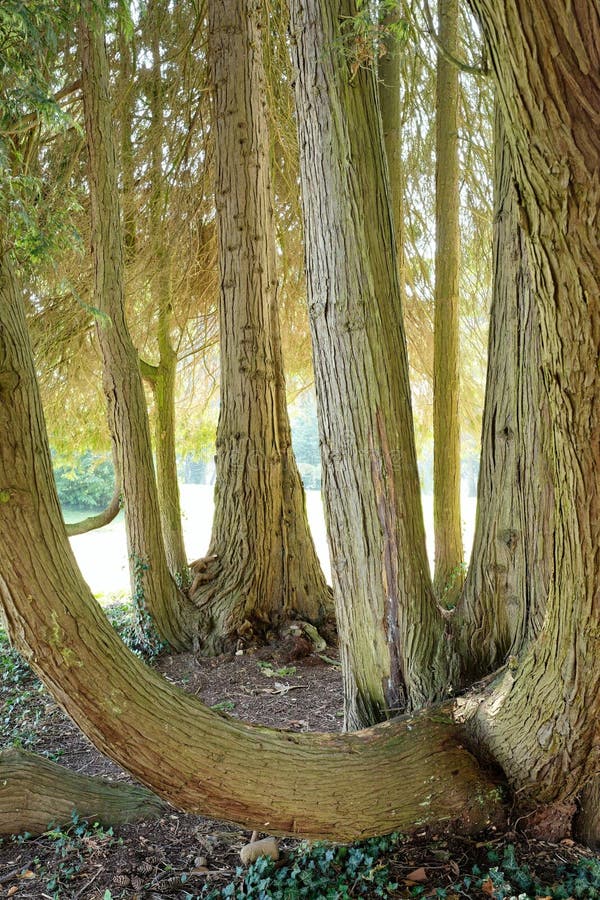 Serene View of Twisted Trees in a Forest Stock Image - Image of ...