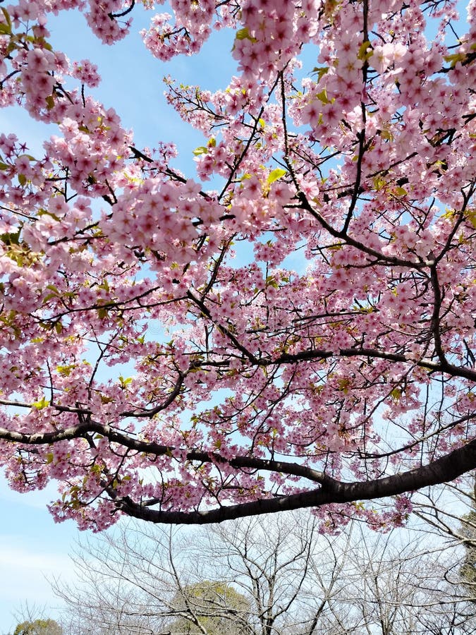 A Serene Walk Beneath Tokyo S Blossoming Sakura Trees Stock Photo ...