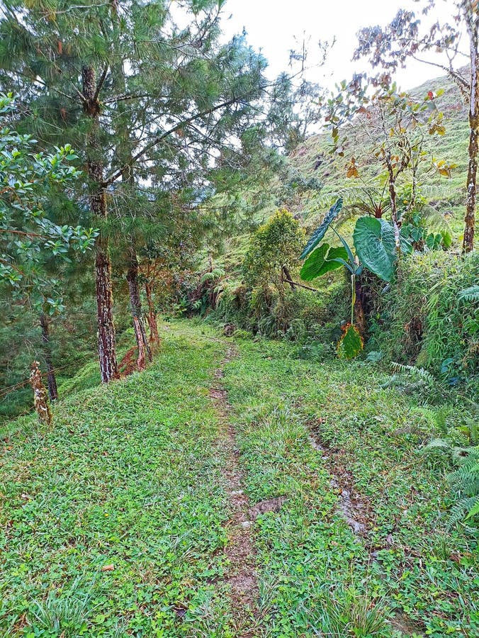 Serene Walk: Path between Trees in the Middle of Nature Stock Image ...