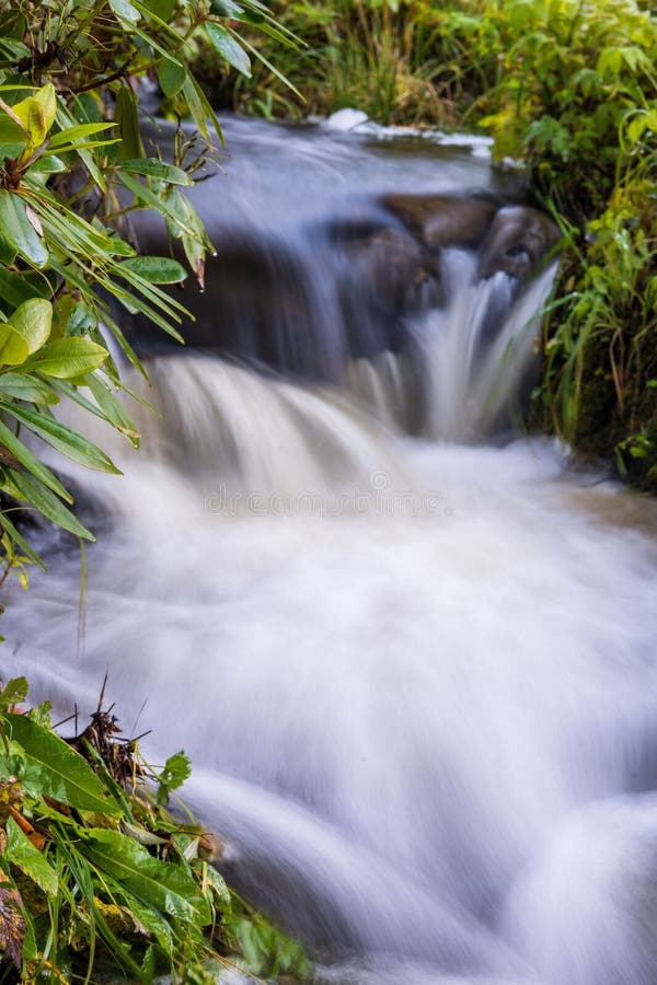 Serene Waterfall in Lush Forest Stock Photo - Image of stream, foliage ...