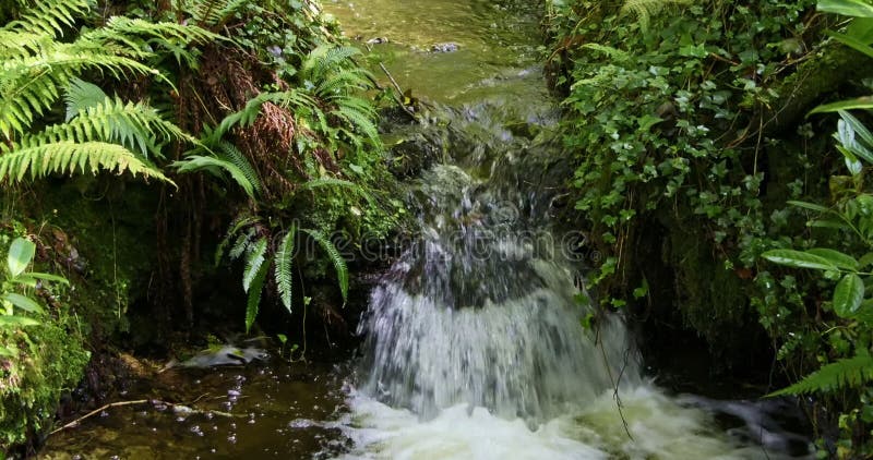 A Serene Waterfall in the Heart of a Tropical Forest. Pano Stock ...