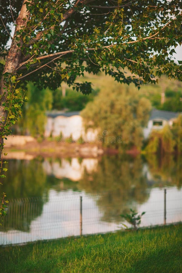 Serene Waterfront View Framed by Lush Greenery in the Golden Hour at a ...