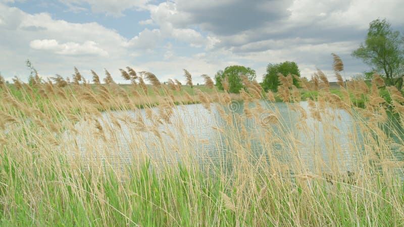 A Serene Waterside Scene is Depicted with Swaying Reeds Set Against ...