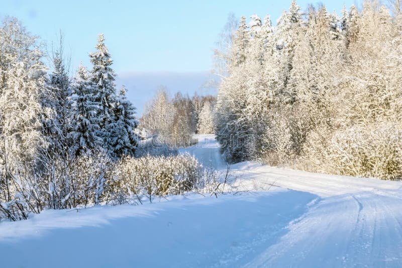 A Long Snow Covered Path in Front of a Lot of Trees Stock Image - Image ...