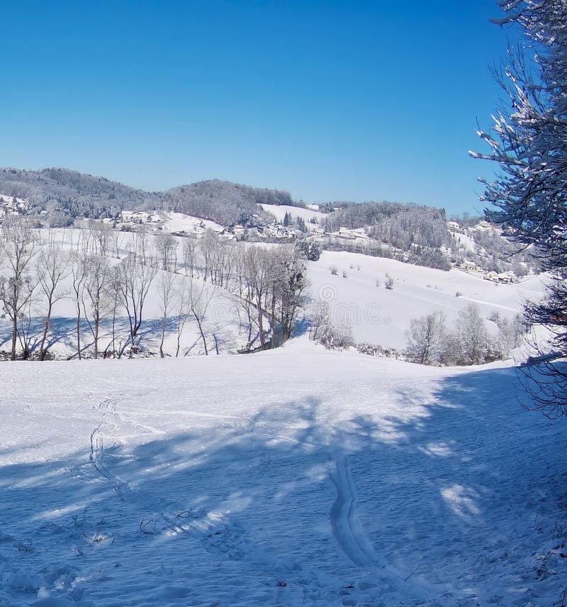 Snow-Covered Winter Landscape with Trees and Rolling Hills Under Blue ...