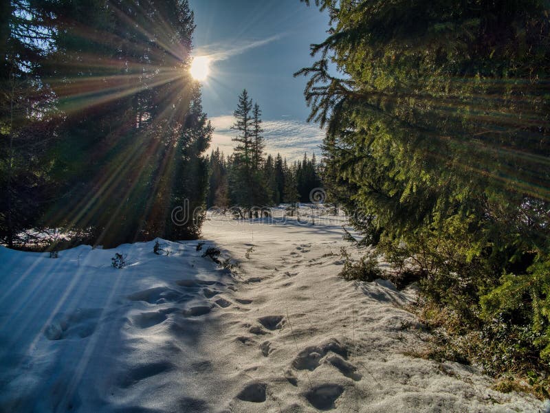 Serene Winter Landscape with Sun Rays in Forest. Stock Image - Image of ...