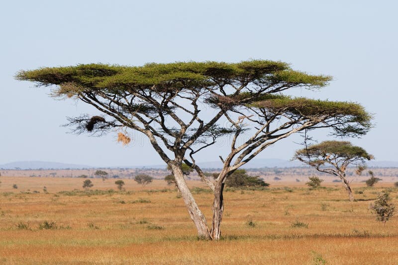Serengeti acacia stock image. Image of outdoors, plains - 21406227