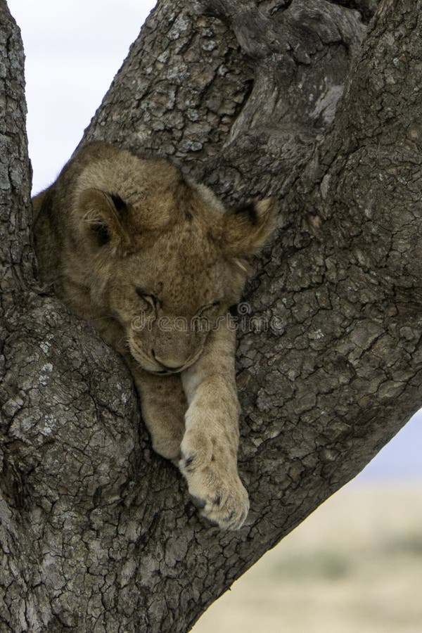 Tanzania, Serengeti, Lion Cub Napping in a Tree. Stock Image - Image of ...