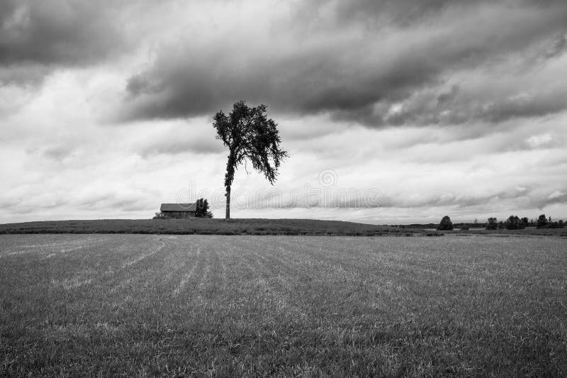 Serenity Amidst Decay: Abandoned Farm Structure and Tree Stock Photo ...