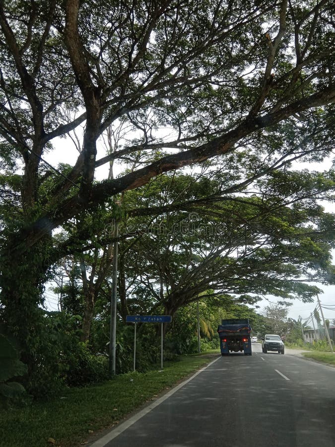 The Serenity of Driving Under the Shade of a Tree Stock Photo - Image ...
