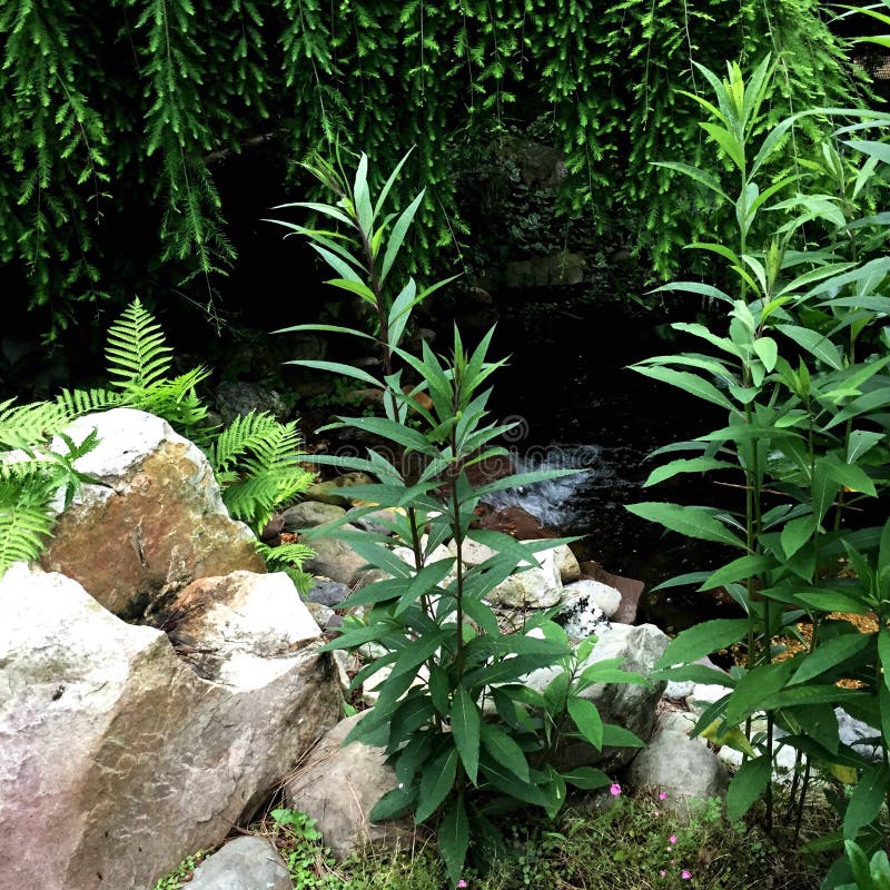 Serenity stock photo. Image of river, serenity, rocks - 72505018