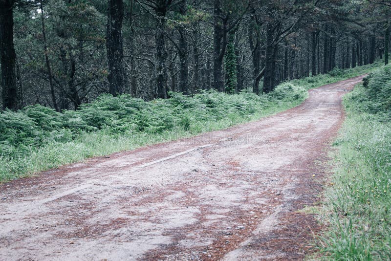 Serenity of a Secluded Forest Path Stock Photo - Image of natural ...