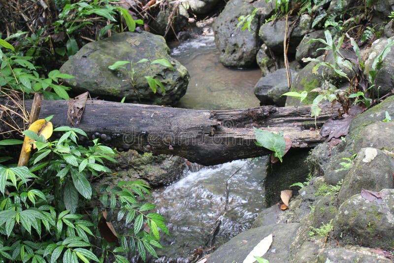 Serenity with water stock image. Image of wildlife, water - 96465809