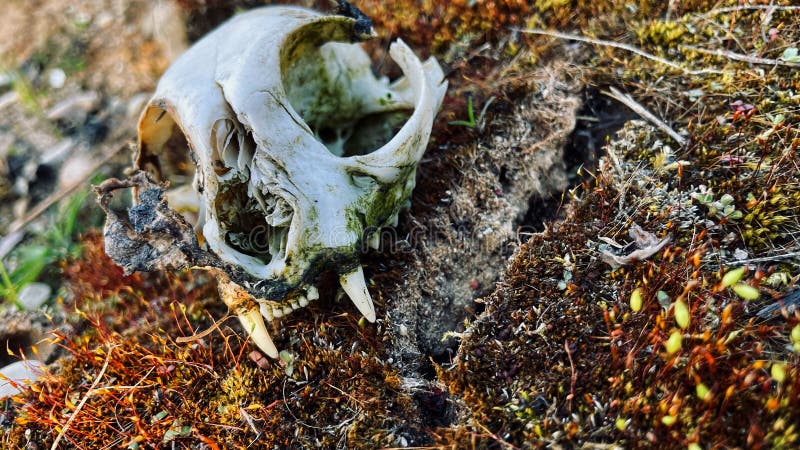 Serep on the ground stock photo. Image of plant, autumn - 249520770