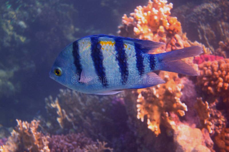 Sergeant fish great stock photo. Image of color, deep - 36221204