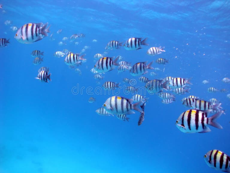 608 Sergeant Major Fish Meme Stock Photos - Free & Royalty-Free Stock ...