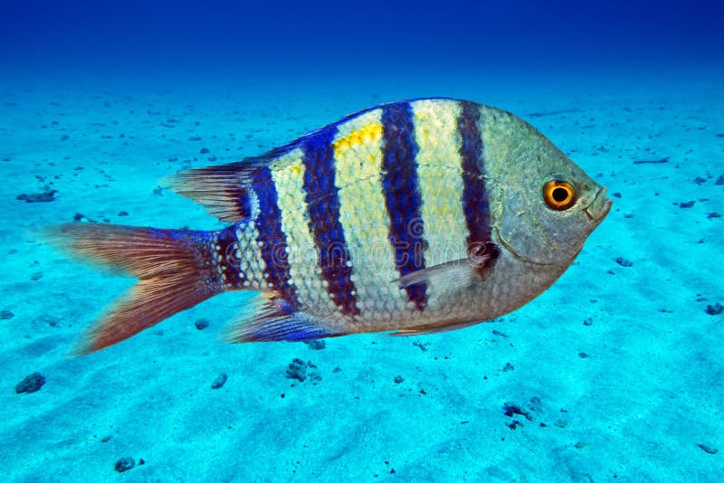 Sergeant Major Fish Abudefduf Saxatilis Stock Image - Image of major ...