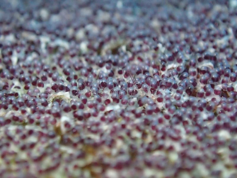 Sich Entwickelnde Fischeier Stockfoto - Bild von develop, embryologie ...