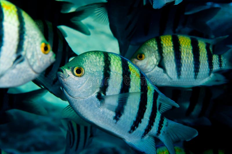 Sergeant major fish stock image. Image of eyes, school - 21787155