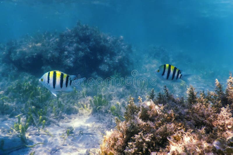 Sergeant Major Fish Abudefduf Saxatilis Underwater Background Stock ...