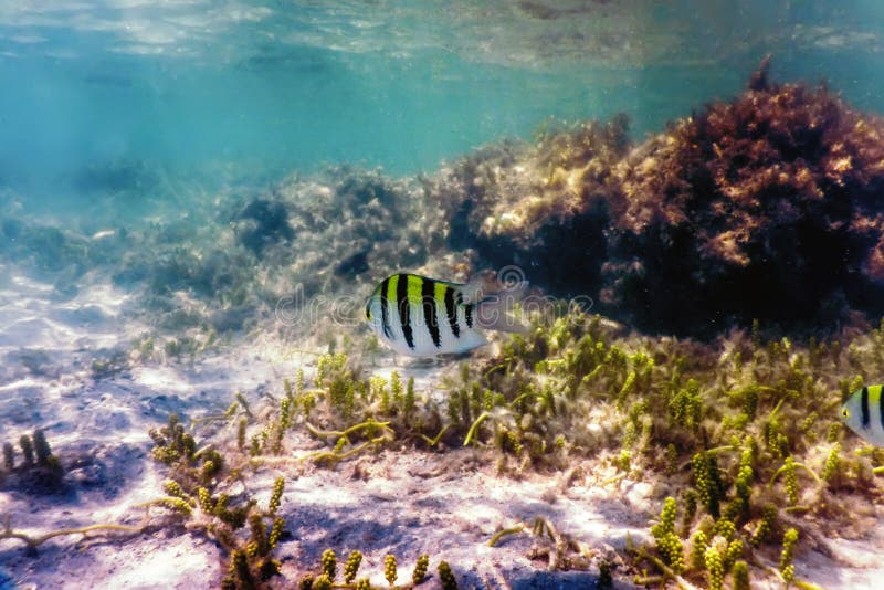 Sergeant Major Fish Abudefduf Saxatilis Underwater Background Stock ...
