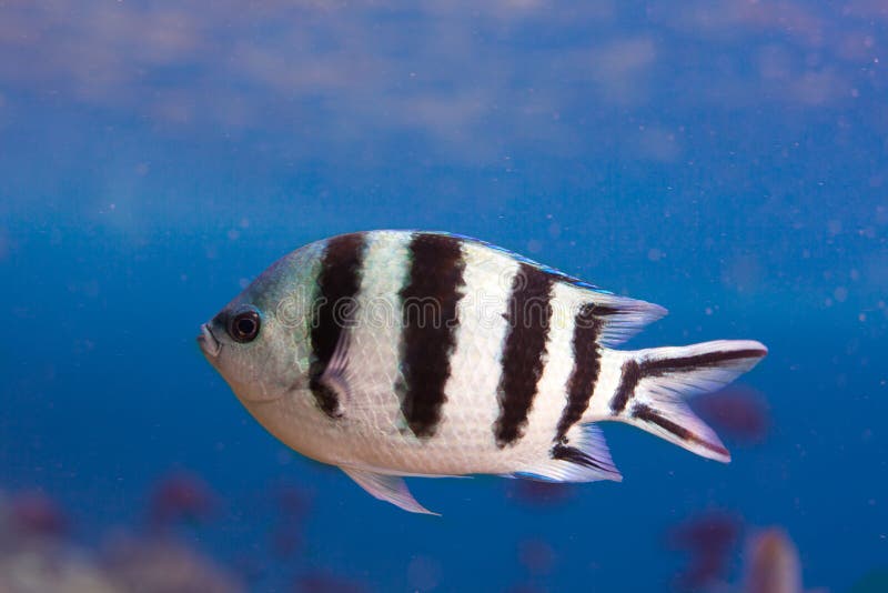 Sergeant major fish stock image. Image of sergeant, school - 13852239