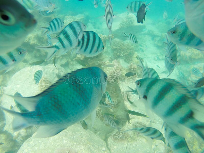 Sergeant-major fish stock image. Image of background - 47091951