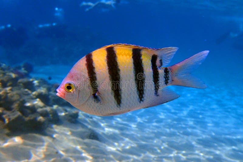 Sergeant major fish Egypt stock image. Image of scuba - 294879857