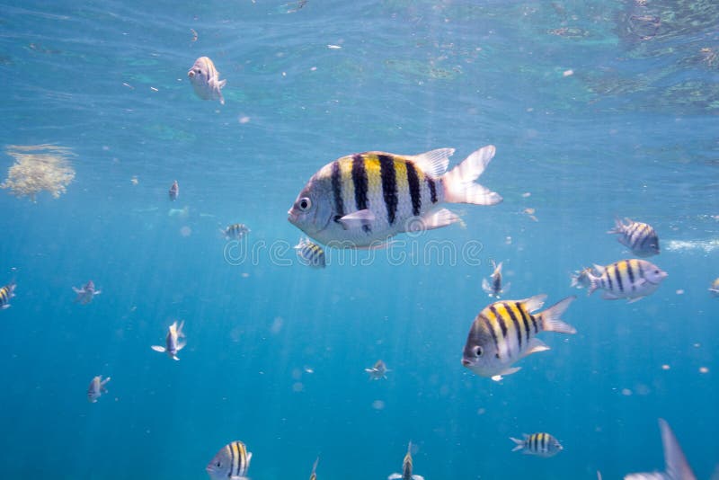 Sergeant Major Fish Stock Photos - Download 360 Royalty Free Photos