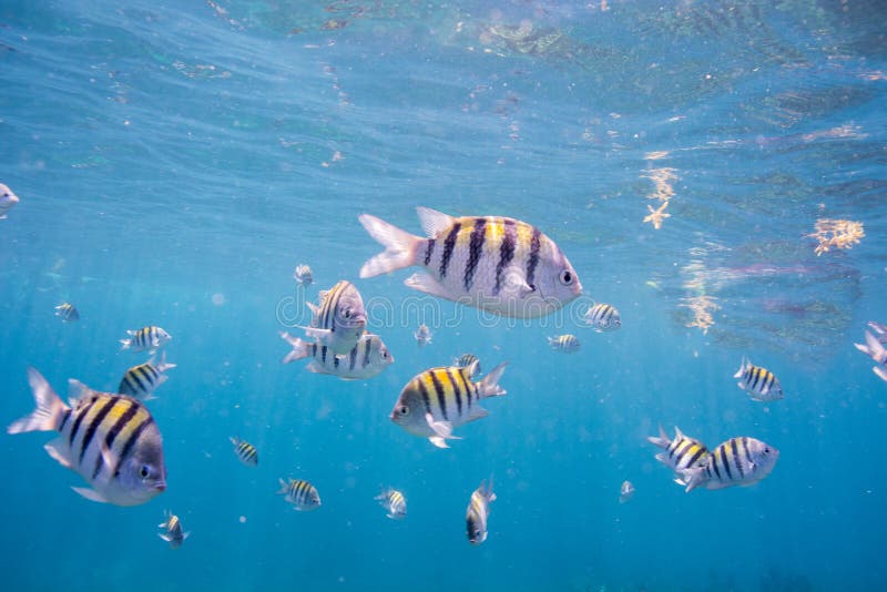 Sergeant Major Fish stock photo. Image of damselfish - 94982374