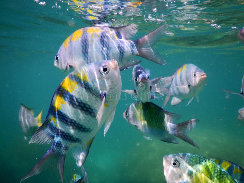 Sergeant Major Fish Near Surface Stock Photo - Image of blue, swim ...