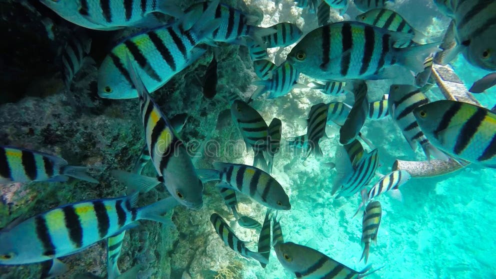 Sergeant Major Fish Swims among the Corals Stock Photo - Image of ...