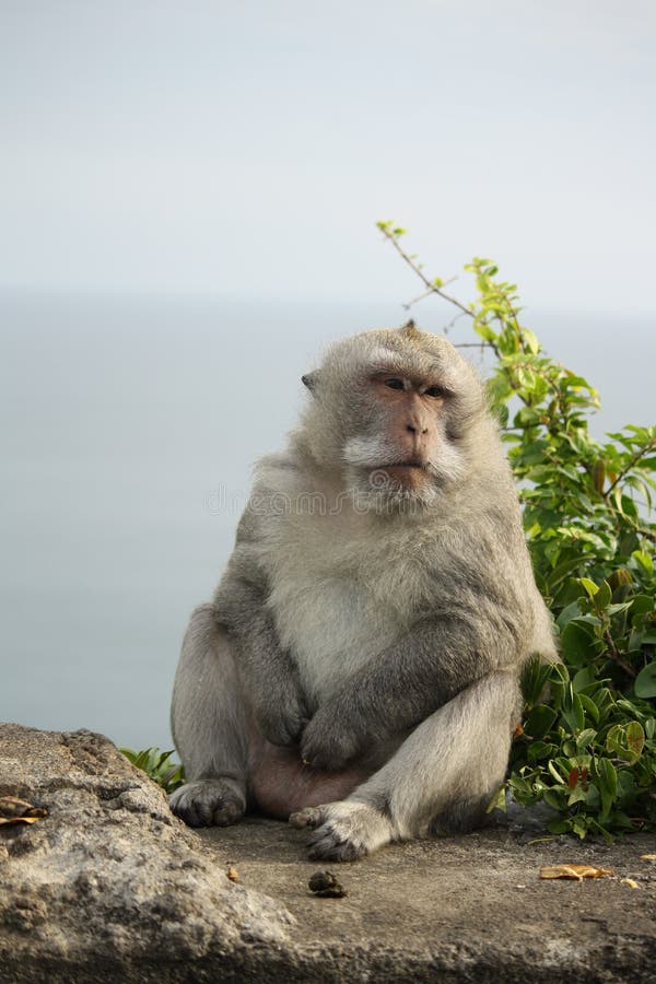 Sergeant monkeys stock image. Image of senior, animal - 61565445