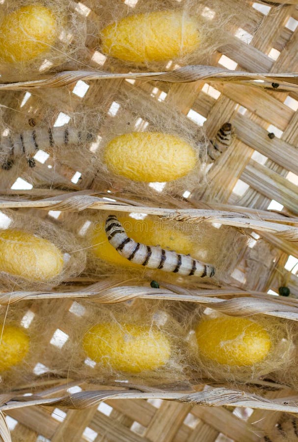 Sericulture стоковое изображение. изображение насчитывающей насекомое ...