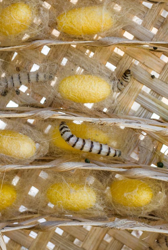 Sericulture стоковое изображение. изображение насчитывающей насекомое ...