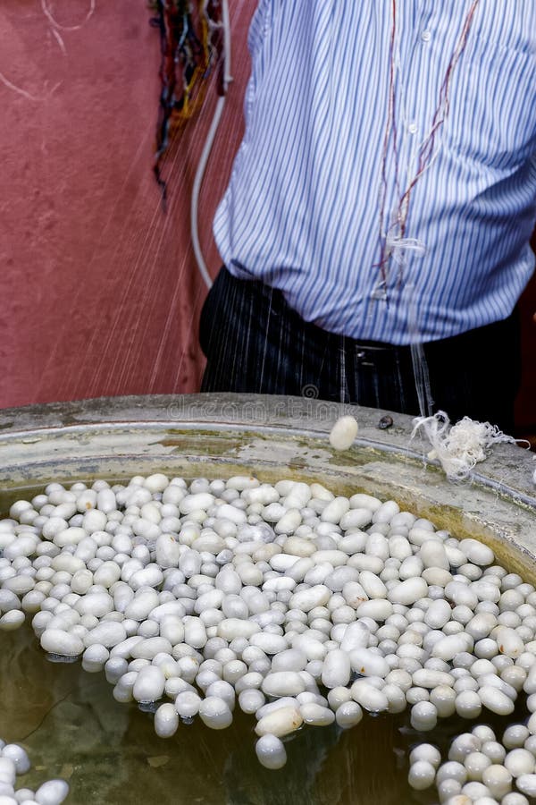 Boiling cocoons in a pot stock image. Image of silken - 35437159