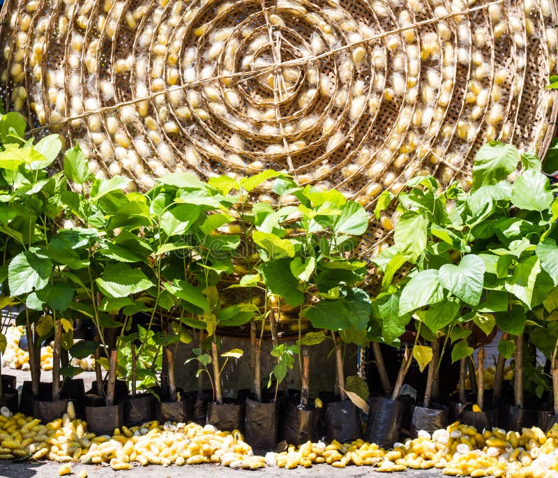 Sericulture stock photo. Image of making, equipment, industry - 50696838