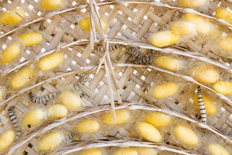 Sericulture stock image. Image of larva, production, background - 56513611
