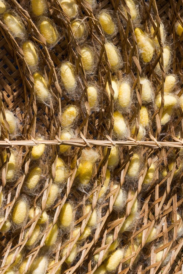 Sericulture stock photo. Image of leaf, organic, macro - 55284848