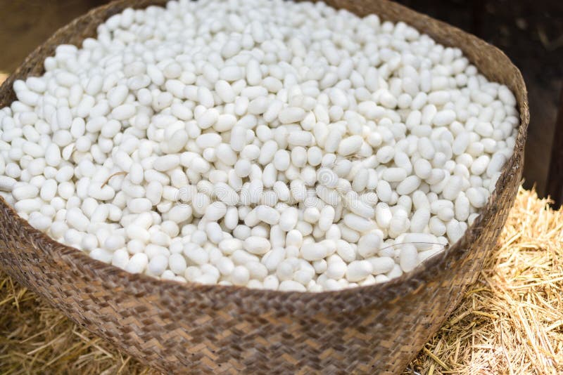 Sericulture and Silk Thread Stock Photo - Image of colorful, macro ...