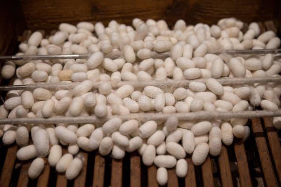 Sericulture Step by Step Silk Production Process Stock Image - Image of ...