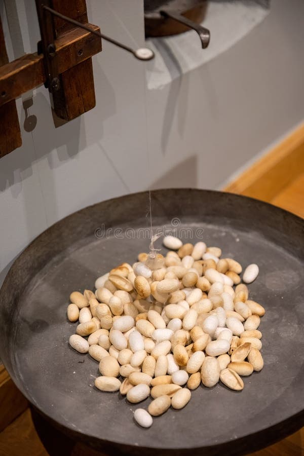 Sericulture Step by Step Silk Production Process Stock Photo - Image of ...