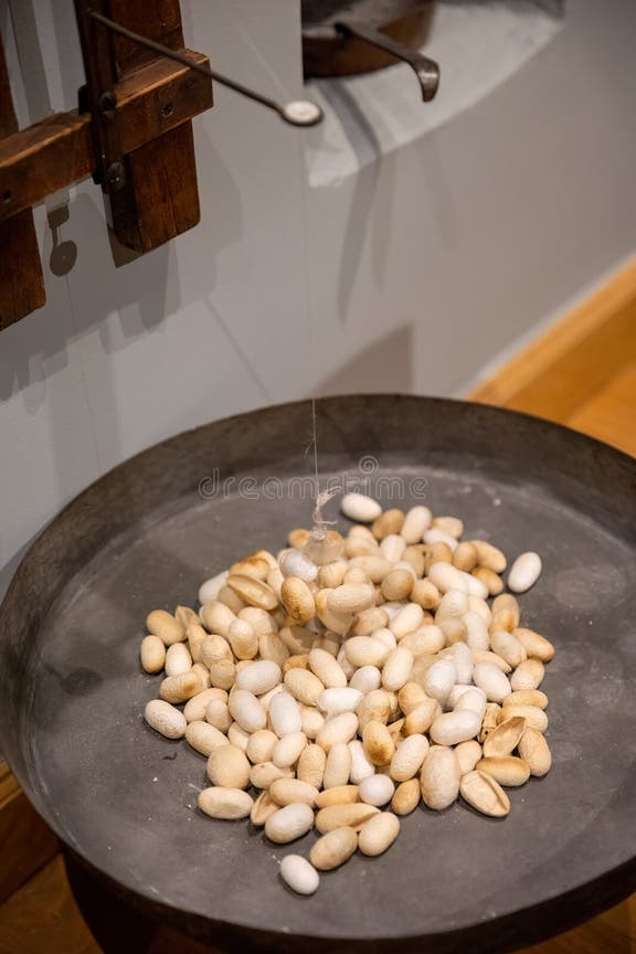 Sericulture Step by Step Silk Production Process Stock Photo - Image of ...