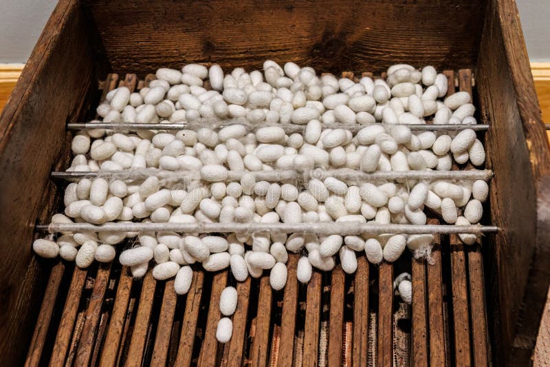 Sericulture Step by Step Silk Production Process in Soufli Evros Greece ...