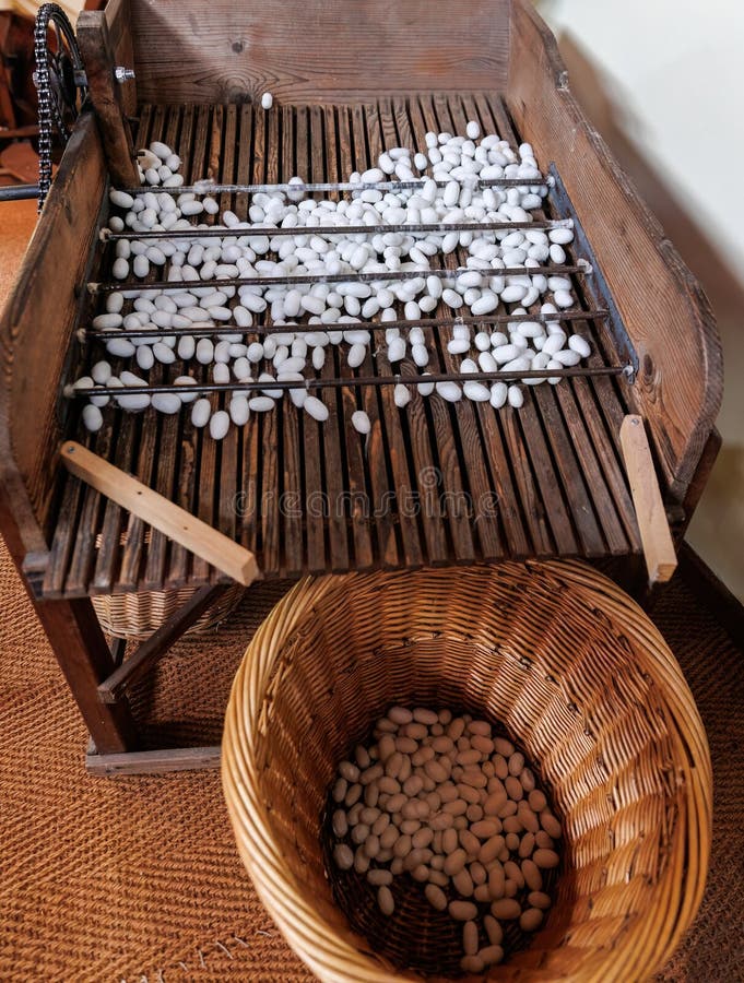 Sericulture Step by Step Silk Production Process in Soufli Evros Greece ...