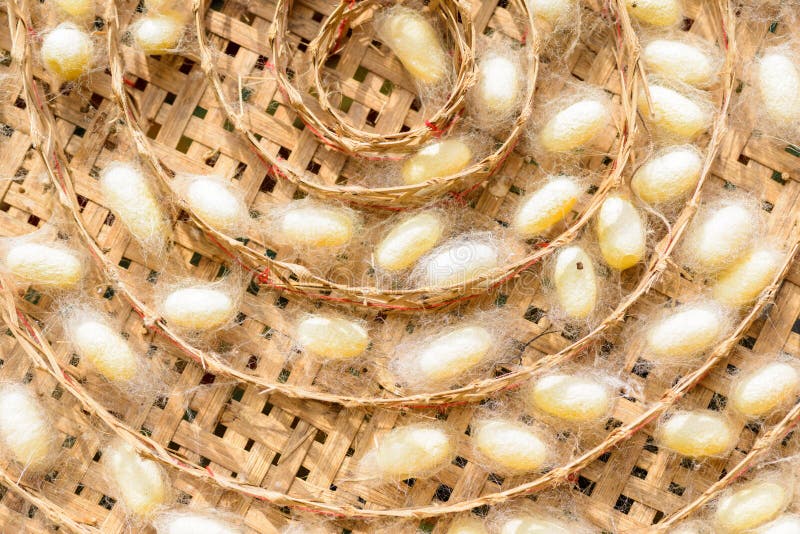 Sericulture on Wooden Basket Stock Image - Image of spiral, natural ...